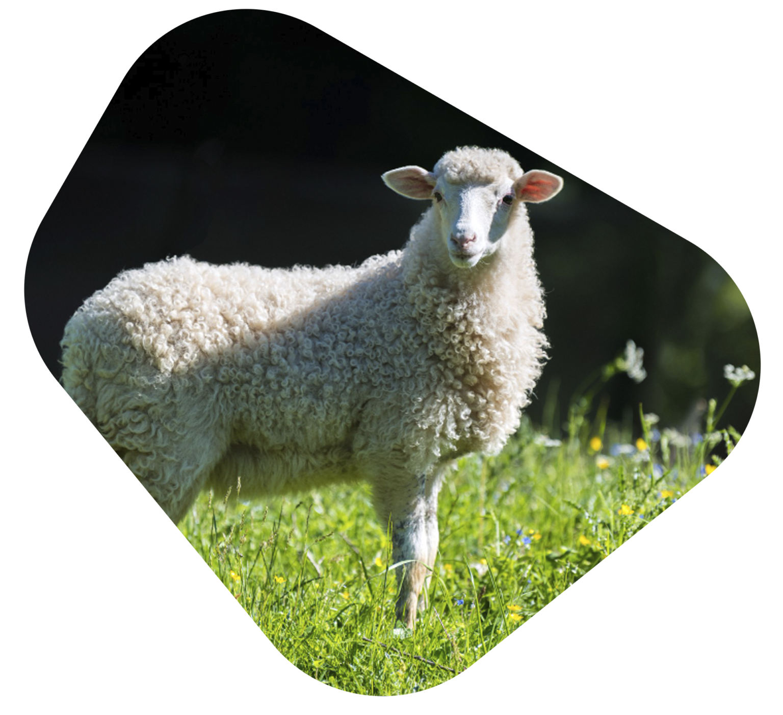 The Concept of Halal Meat in Islam – Fianz Halal